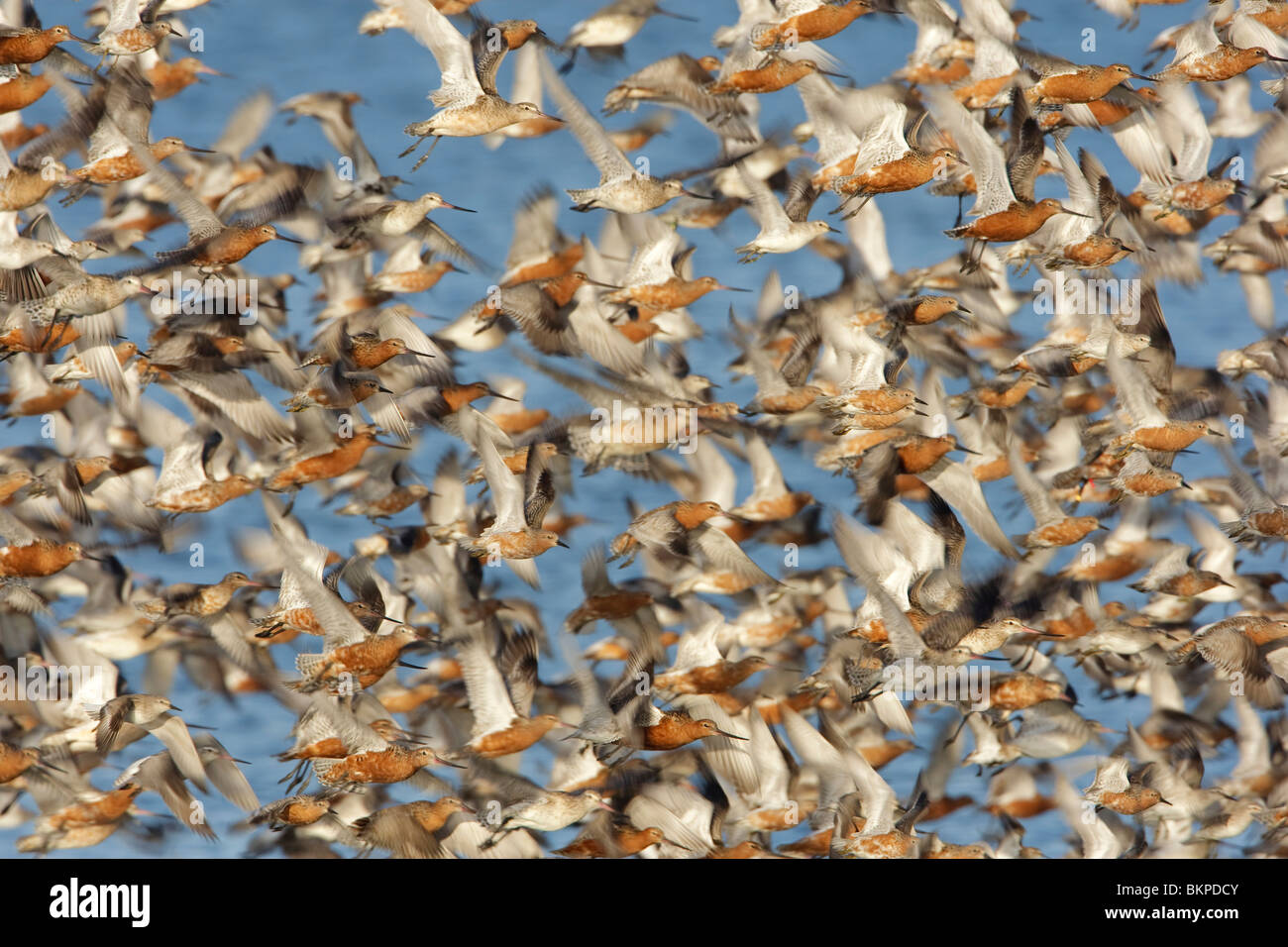 Hoogwater hi-res stock photography and images - Alamy
