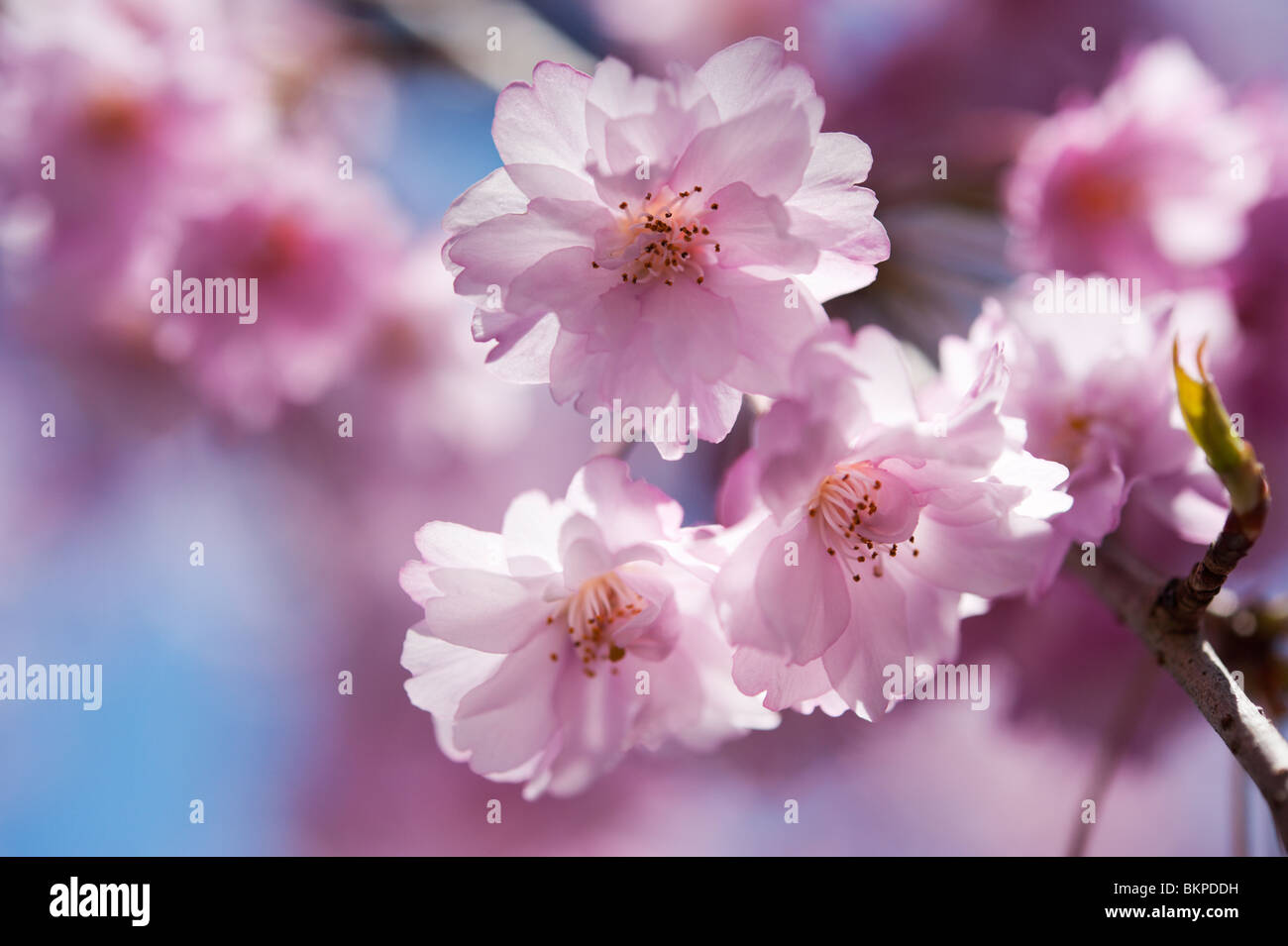Japanese cherries hi-res stock photography and images - Alamy