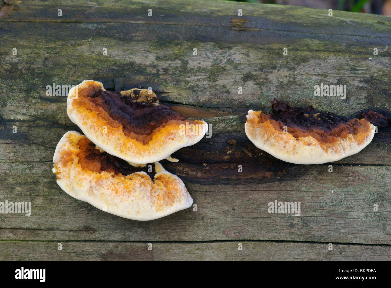 Rusty gilled polypore hi-res stock photography and images - Alamy