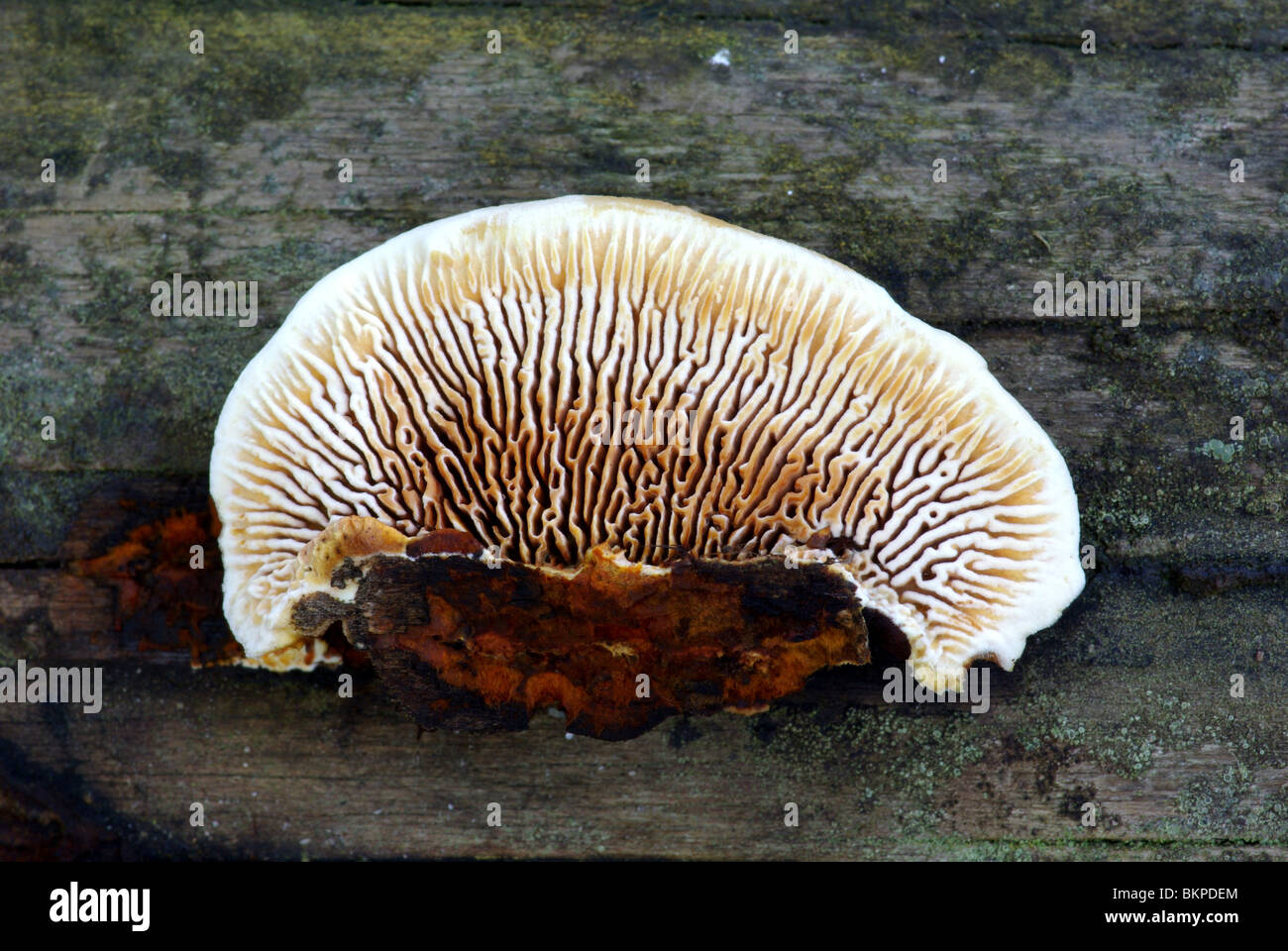 Rusty gilled polypore grows on pine wood Stock Photo - Alamy