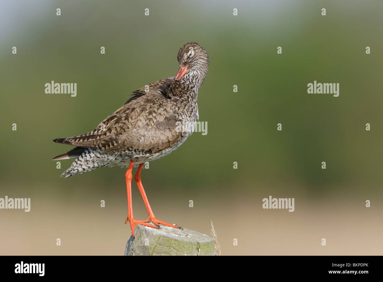 Common redshank species hi-res stock photography and images - Alamy