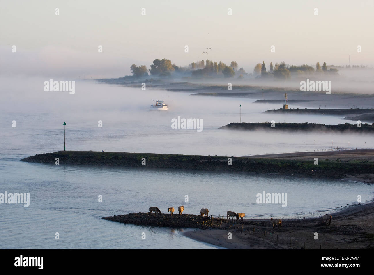 Koniks in landschap hi-res stock photography and images - Alamy