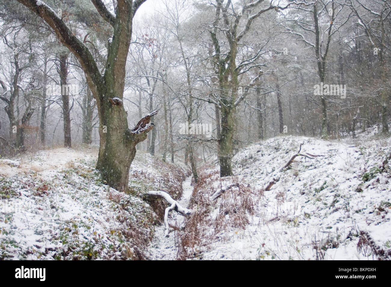 Wodans oak trees during heavy snow fall Stock Photo - Alamy