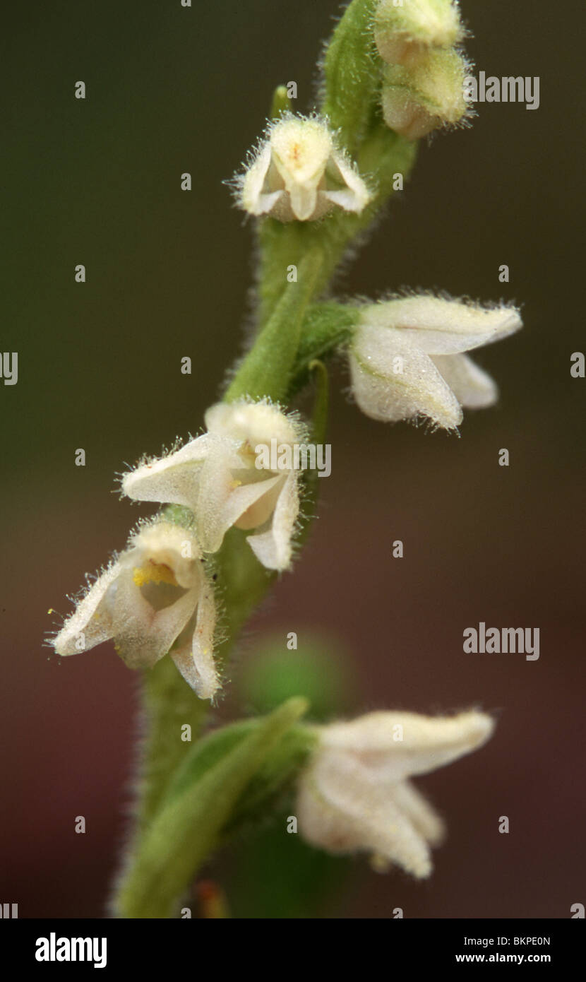 Witte bloemen hi-res stock photography and images - Alamy