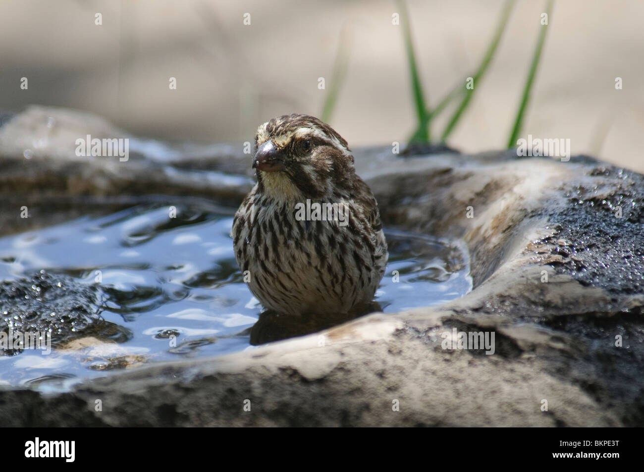 Streaky Seedeater Serinus striolatus in water Stock Photo - Alamy