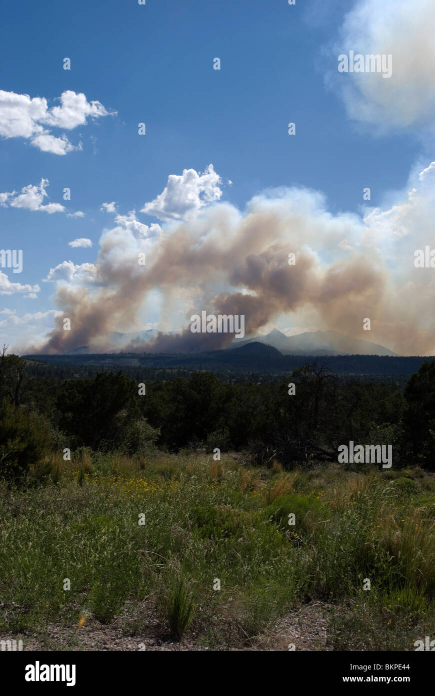 Multiple smoke plumes generated from the 2009 San Miguel wildfire near ...