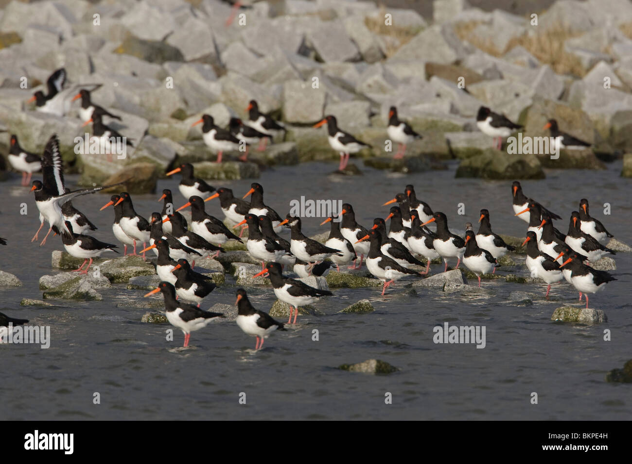 Group with hide tide; Groep met hoog water Stock Photo - Alamy