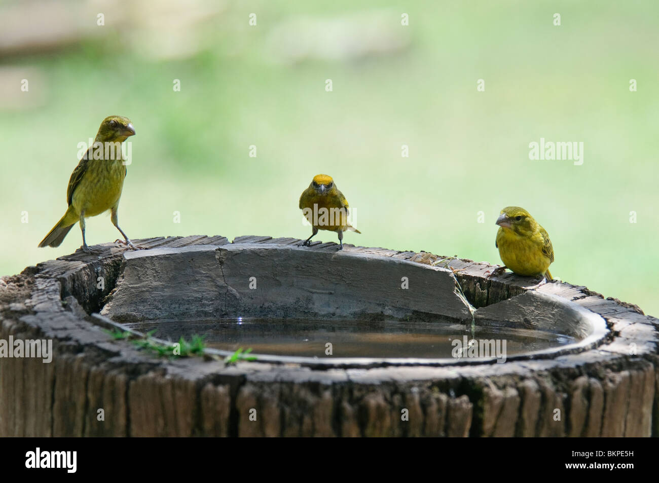 Brimstone canaries hi-res stock photography and images - Alamy