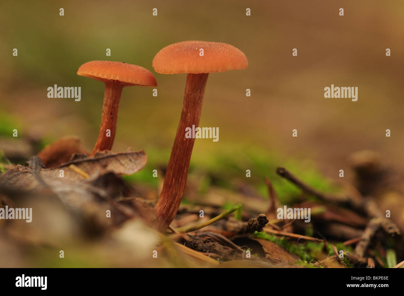 Common laccaria hi-res stock photography and images - Alamy