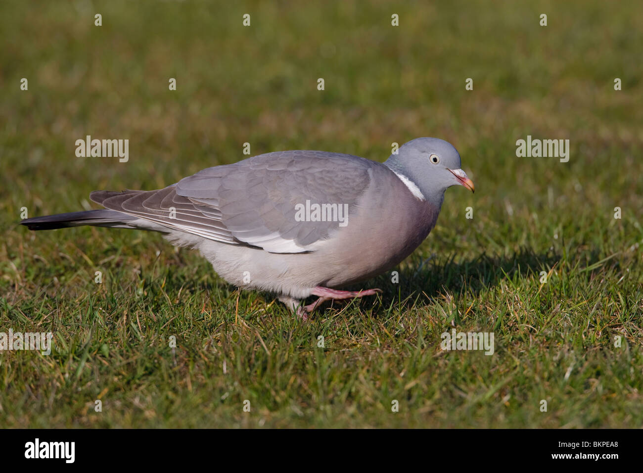 De duif hi-res stock photography and images - Alamy