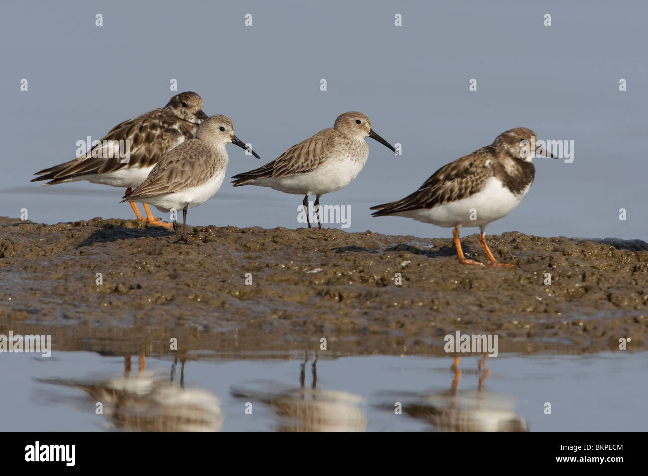Two species of Dunlins Stock Photo - Alamy