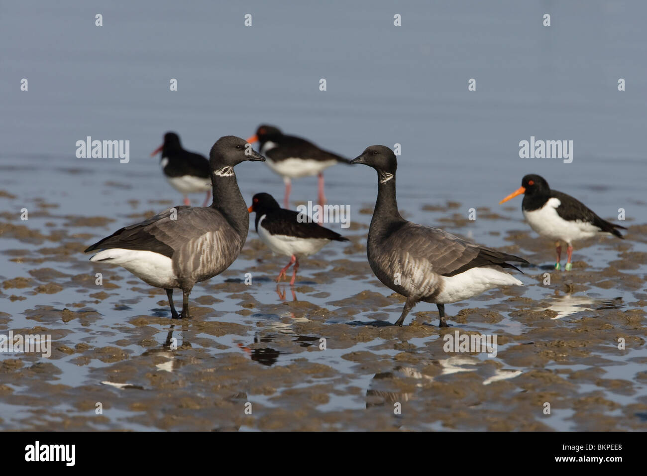 Op het wad Stock Photo - Alamy
