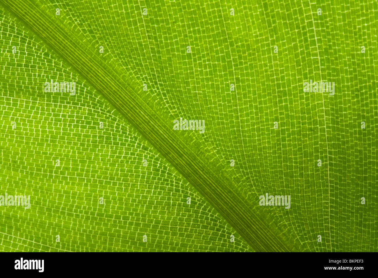 Light shining through leaf hi-res stock photography and images - Alamy