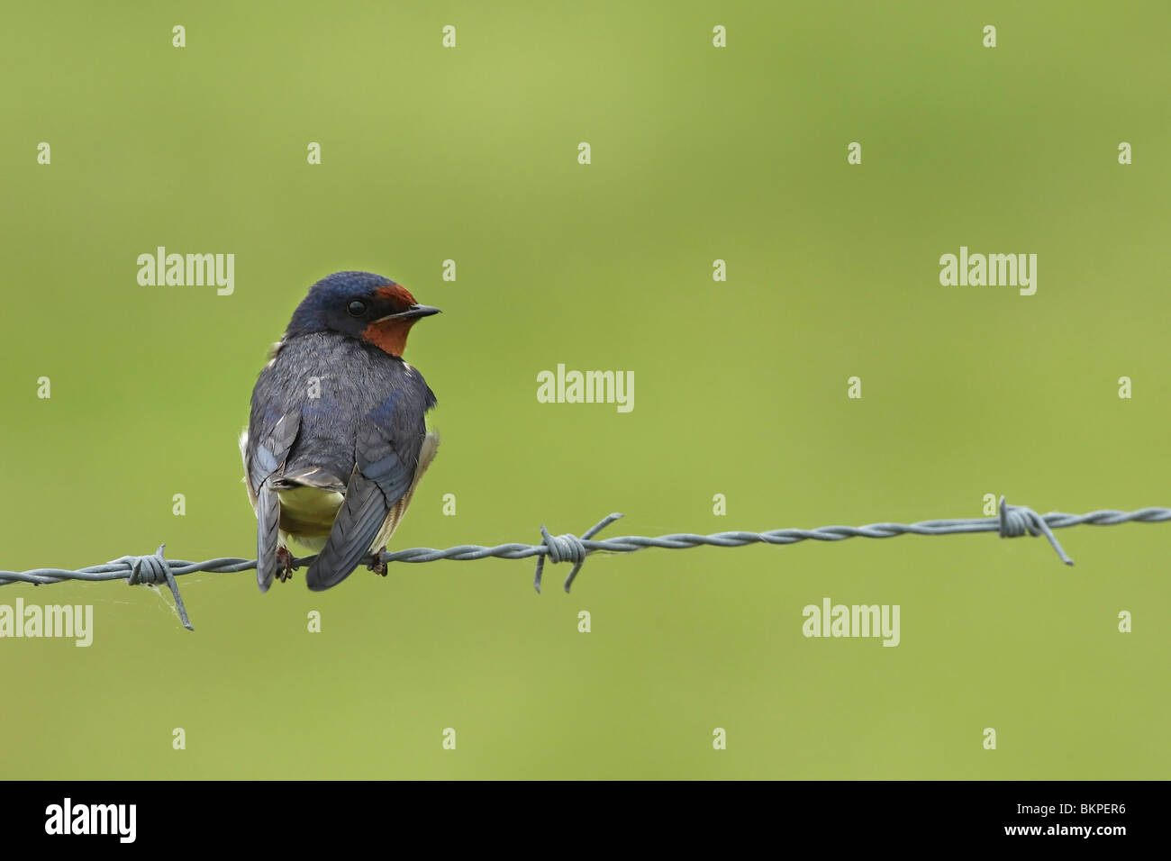 Boerenzwaluw (Hirundo rustica), België Barn Swallow (Hirundo rustica ...