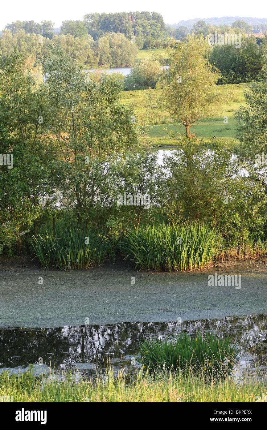 Waterplas in natuurreservaat, Maaswinkel, Limburg, België Pool in ...