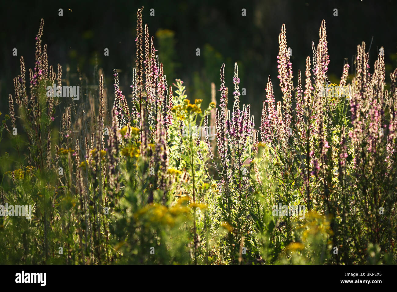 Grote Kattestaart Stock Photos & Grote Kattestaart Stock Images - Alamy