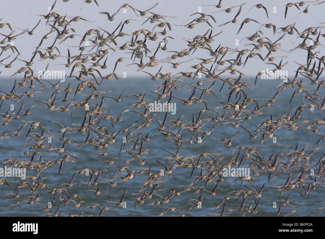 Flying group in frontal view hi-res stock photography and images - Alamy