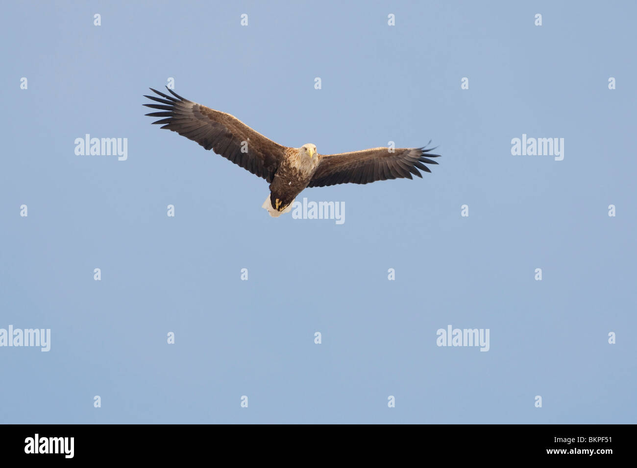 Flying adult eagle hi-res stock photography and images - Alamy