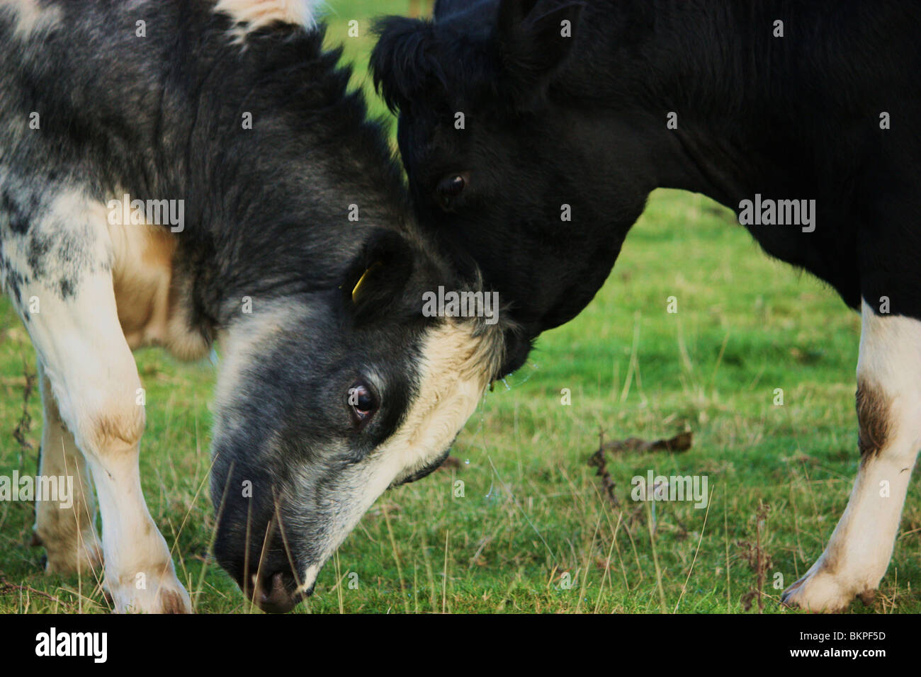 Fighting cows hi-res stock photography and images - Alamy