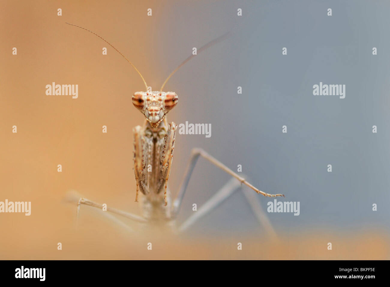 Praying mantis spec hi-res stock photography and images - Alamy