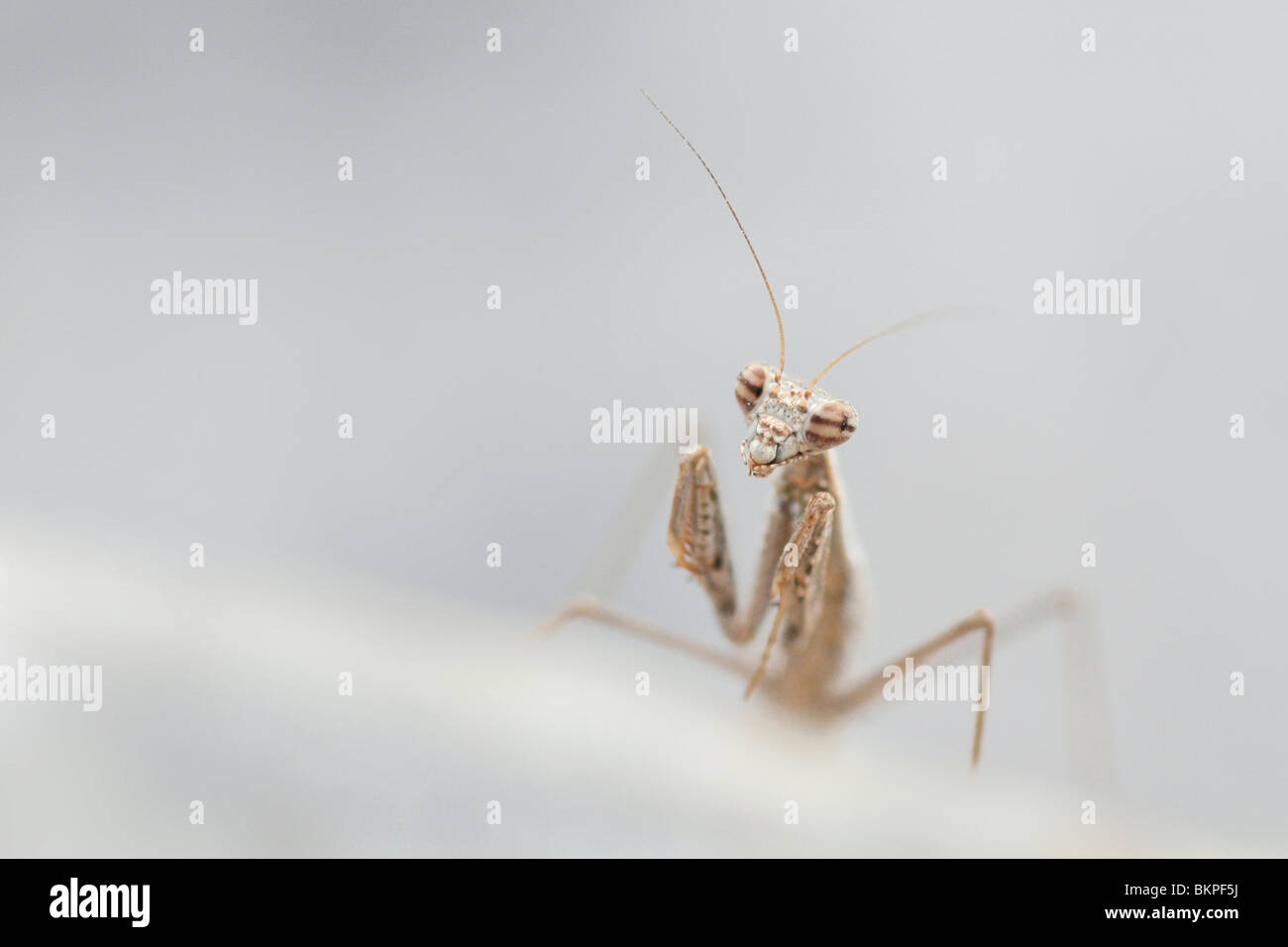 Macro view of praying mantis spec hi-res stock photography and images ...
