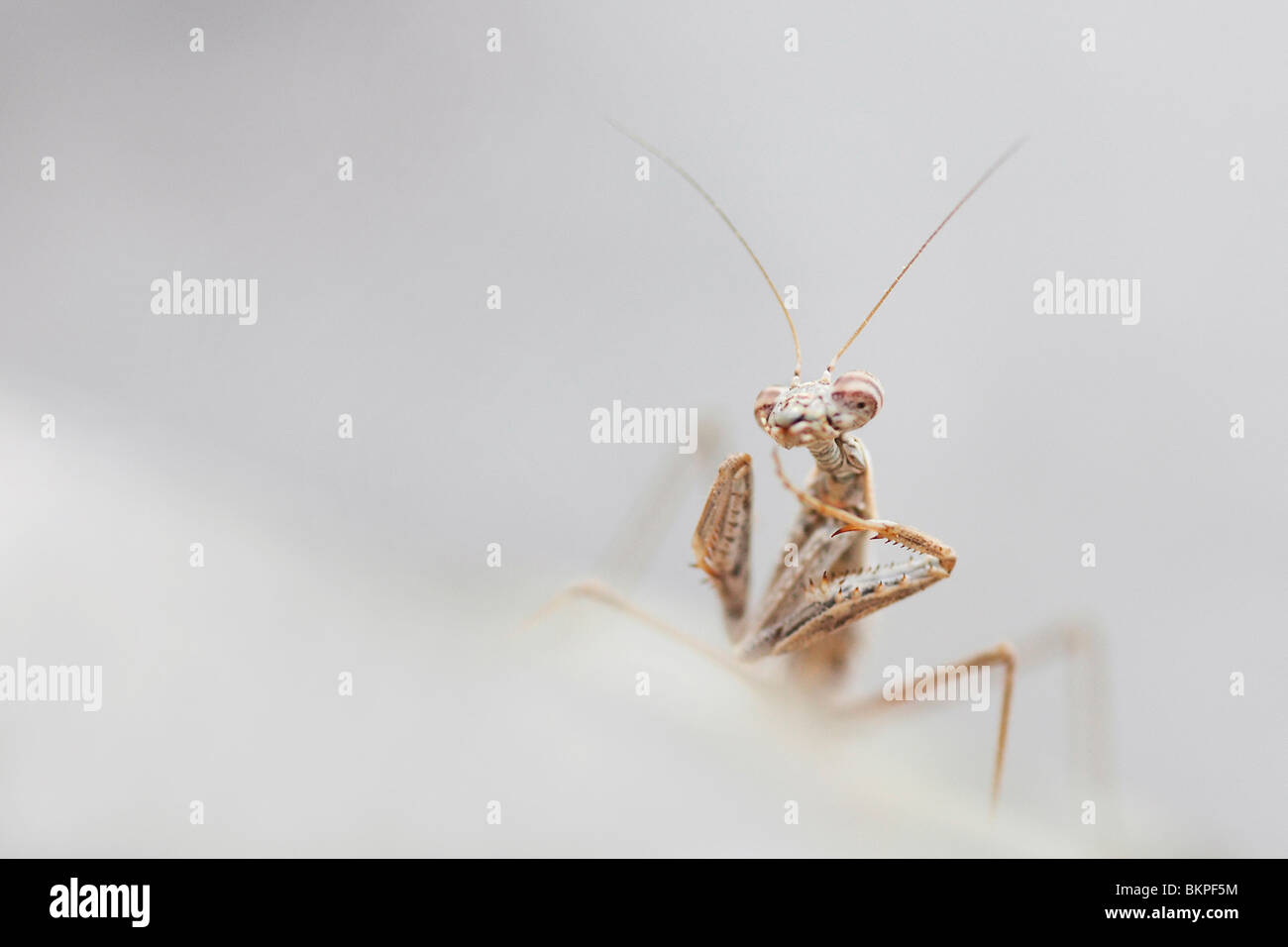 Macro view of Praying mantis spec.; Macro opname van bidsprinkhaan ...