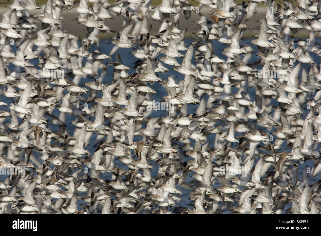 Flock of red knots hi-res stock photography and images - Alamy