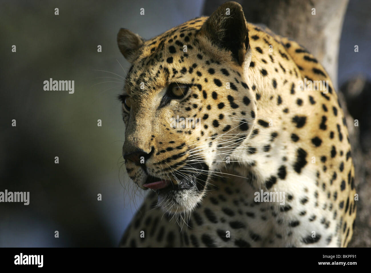 African Leopard, South Africa Stock Photo - Alamy