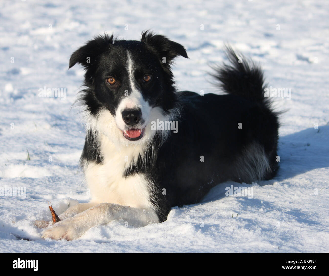 Border collie dog in snow Stock Photo - Alamy