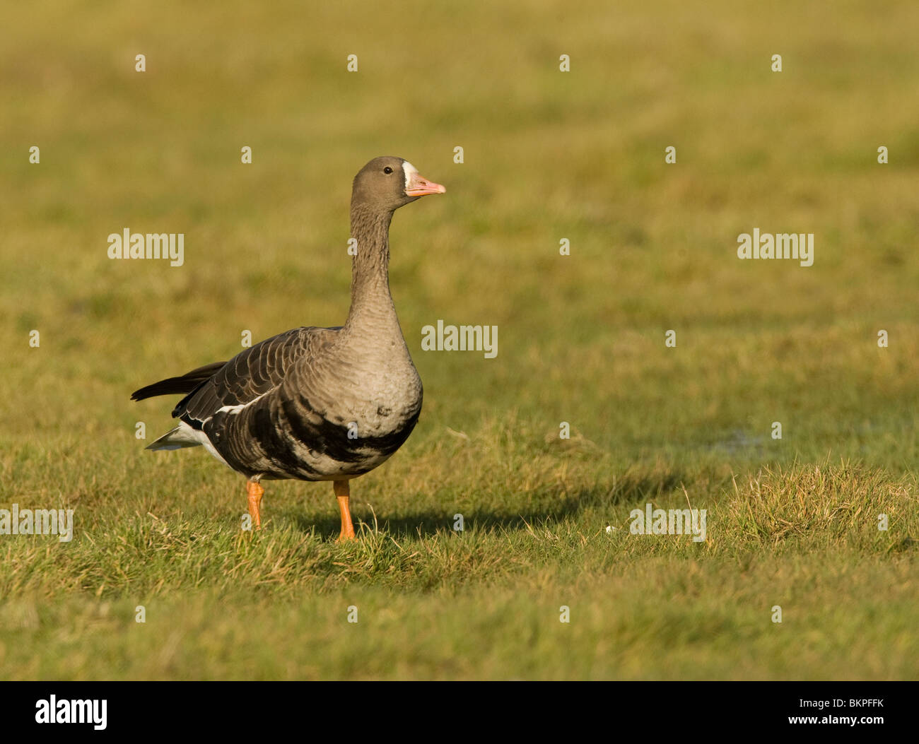 Kolgans, Anser albifrons, White-fronted goose Stock Photo - Alamy