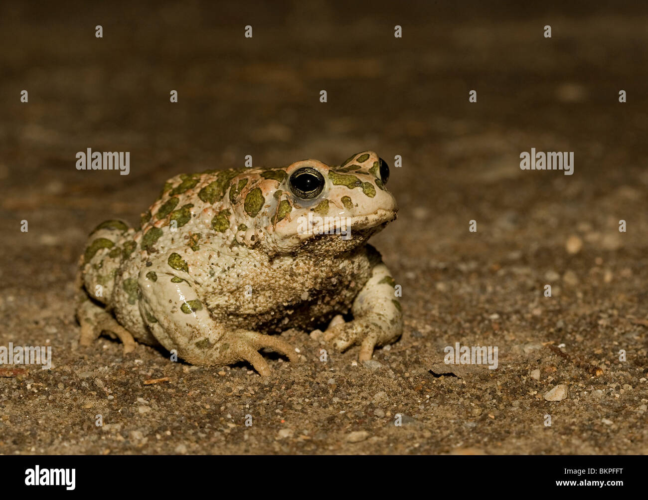 Groene pad, Pseudepidalea viridis, Green toad Stock Photo - Alamy