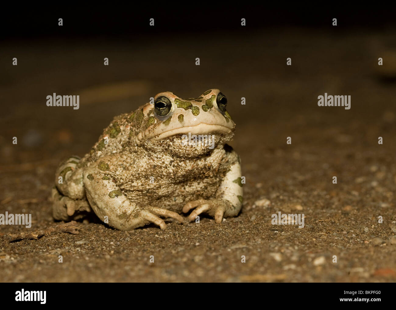 Groene pad hi-res stock photography and images - Alamy