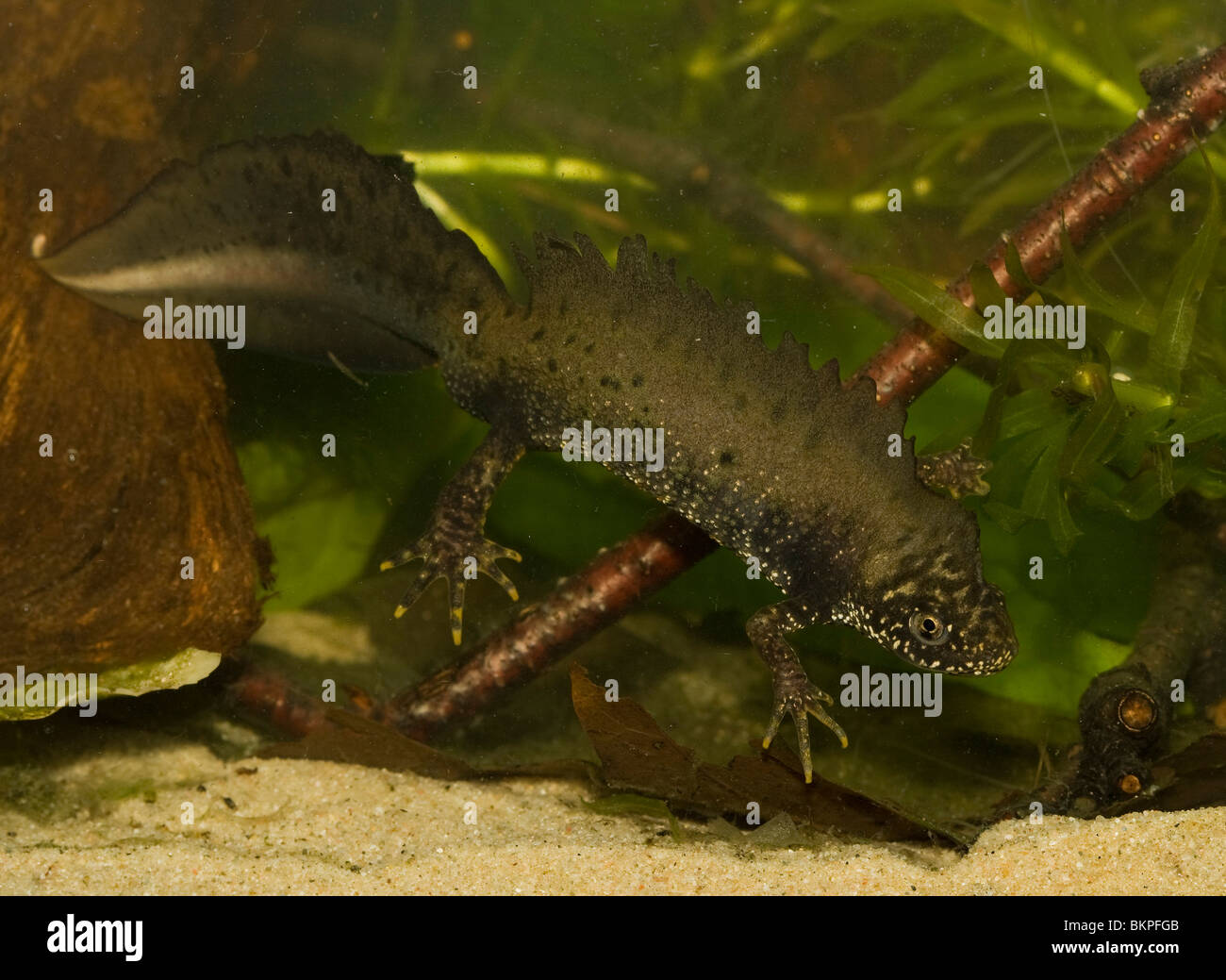 Kamsalamander, Triturus cristatus, Crested newt Stock Photo - Alamy