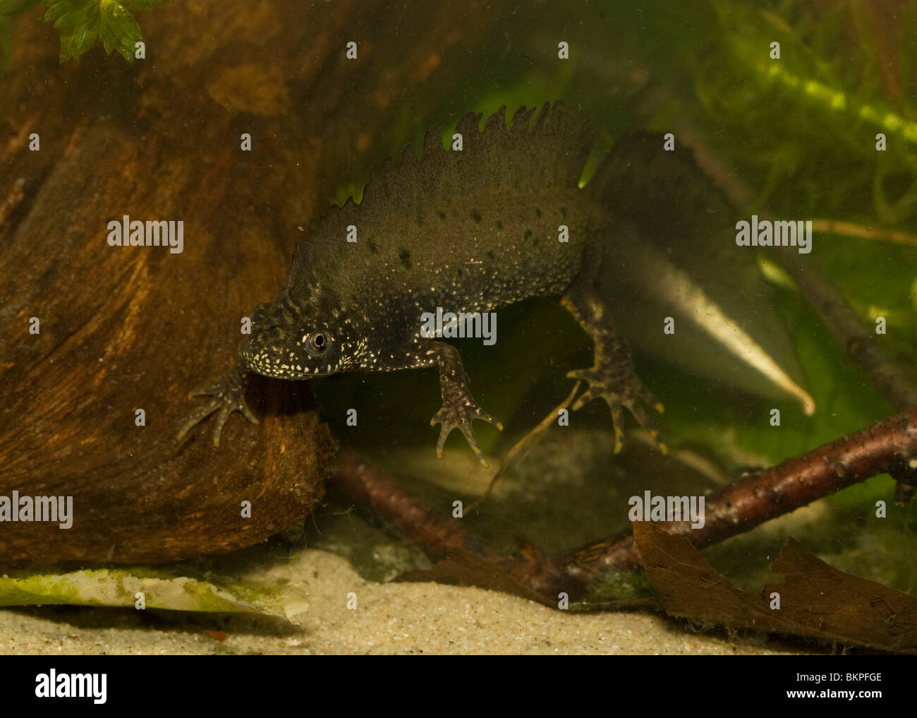 Newt predator hi-res stock photography and images - Alamy
