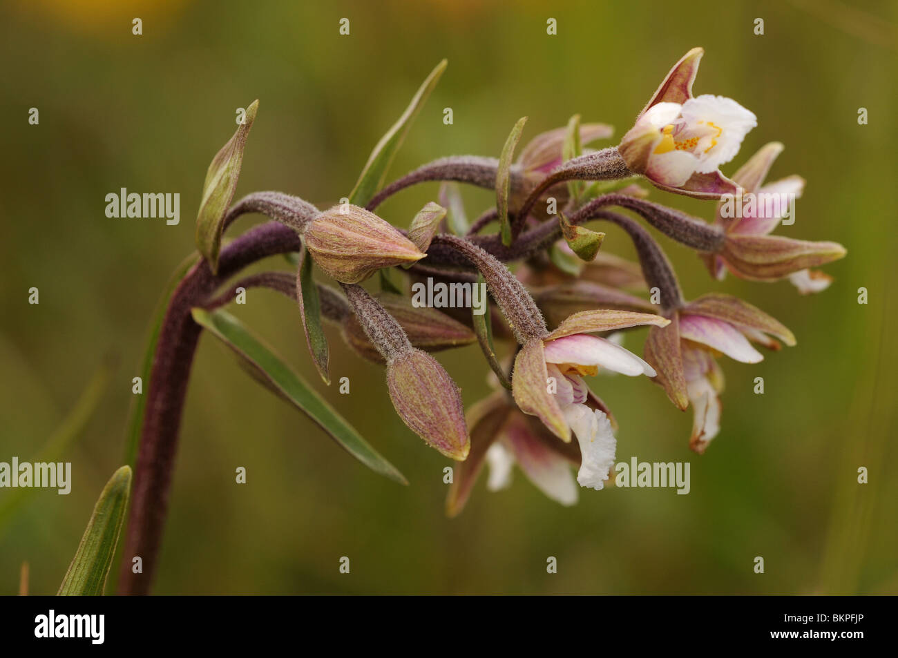 Gebogen stengel en witte bloemen moeraswepenorchis vanaf zijkant ...