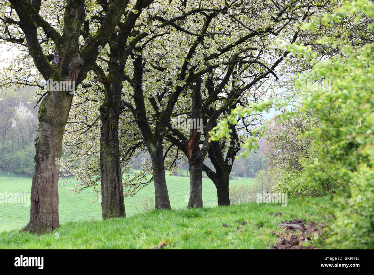 Bocagelandschap met hagen en bomen, Voeren, België Bocage landscape ...