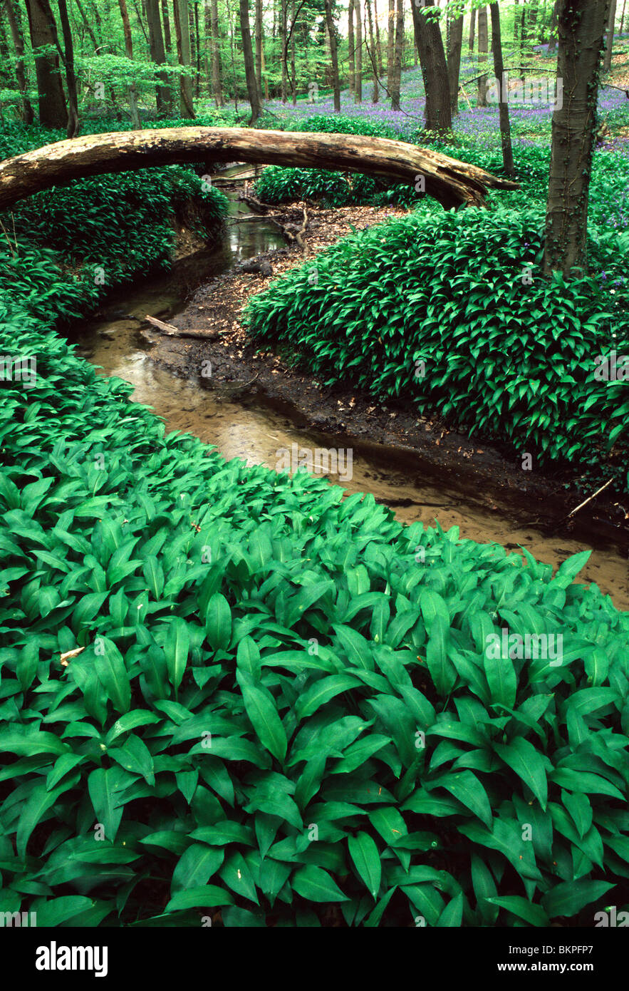 Bos met Daslook (Allium ursinum), België Forest with Wild garlic ...
