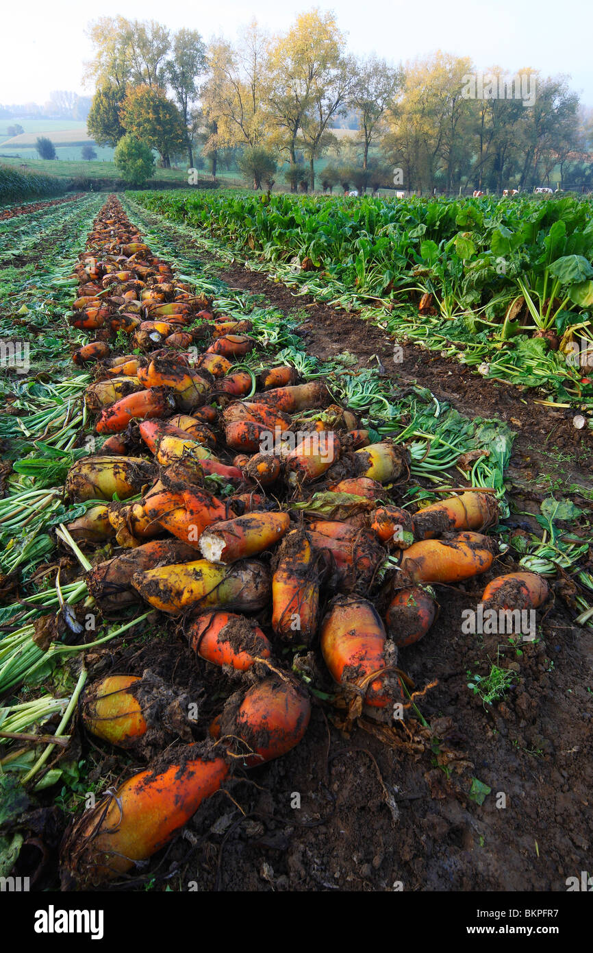 Flemmish hi-res stock photography and images - Alamy