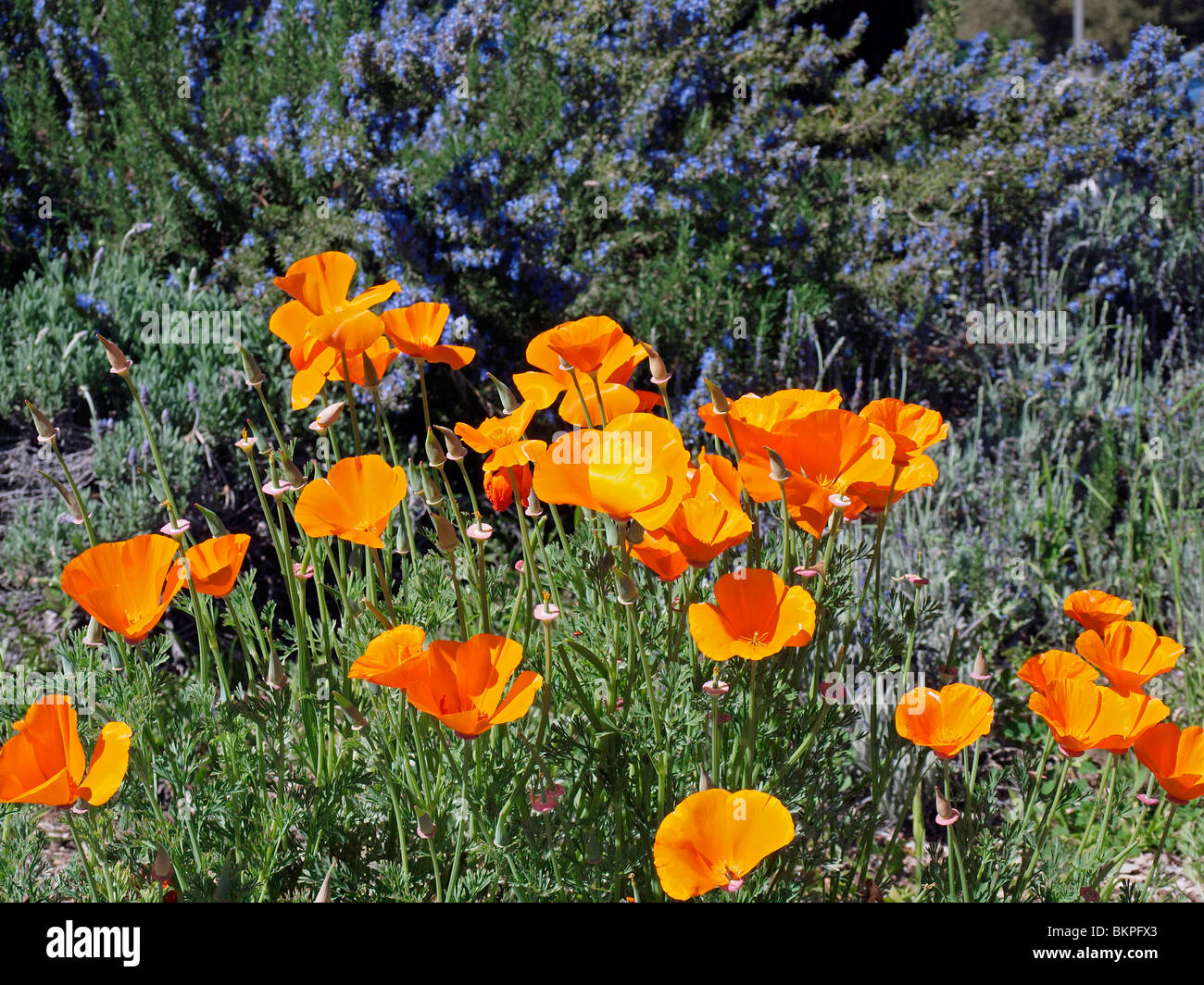 Golden poppies hi-res stock photography and images - Alamy