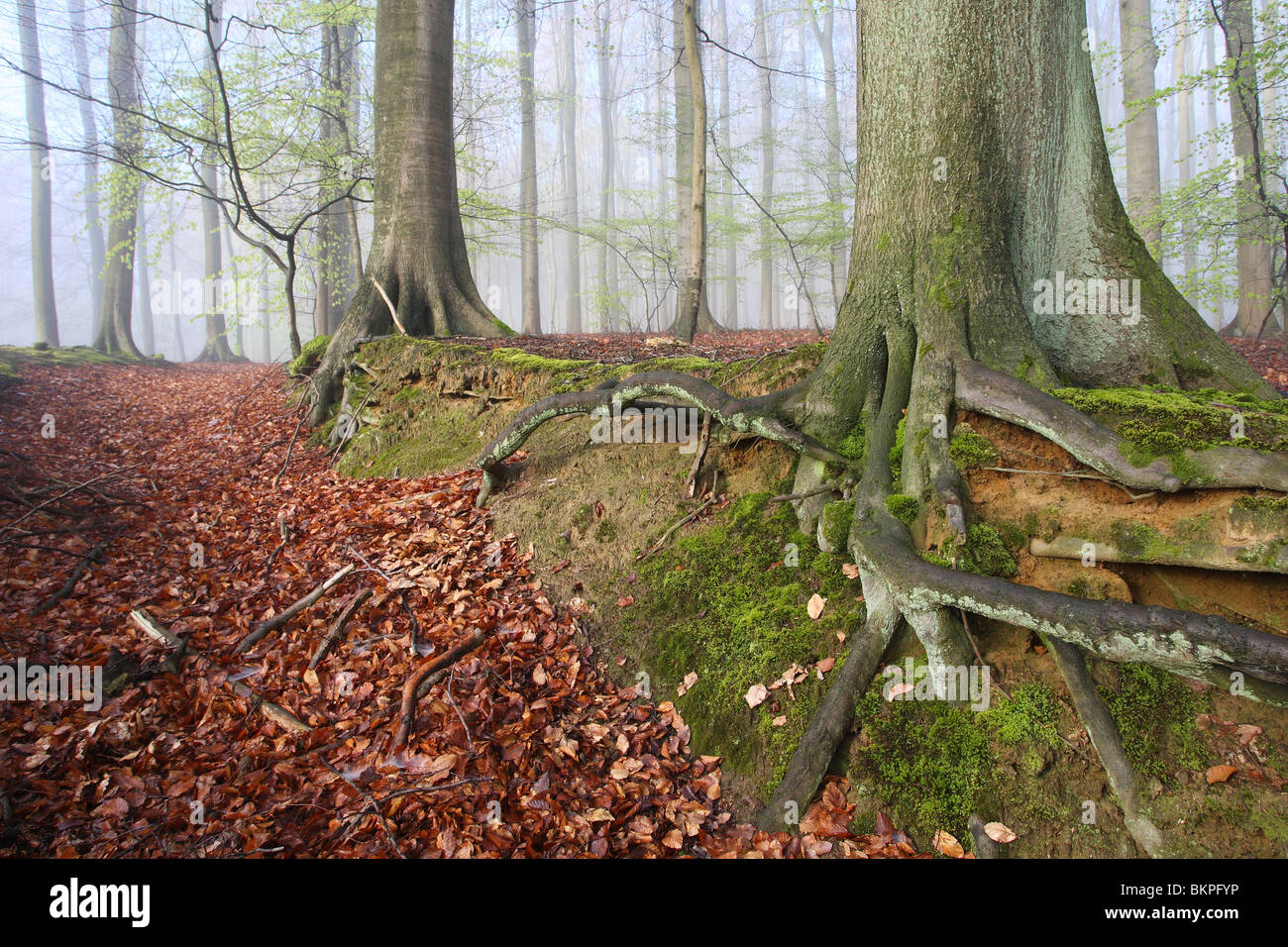 Wortels hi-res stock photography and images - Alamy