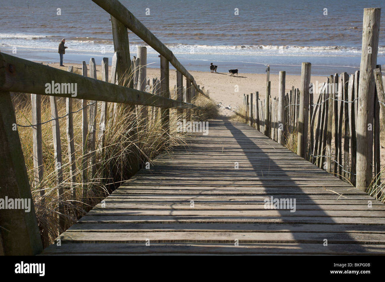 Boardwalks in the sand dunes of Prestatyn, North Wales, protecting the ...