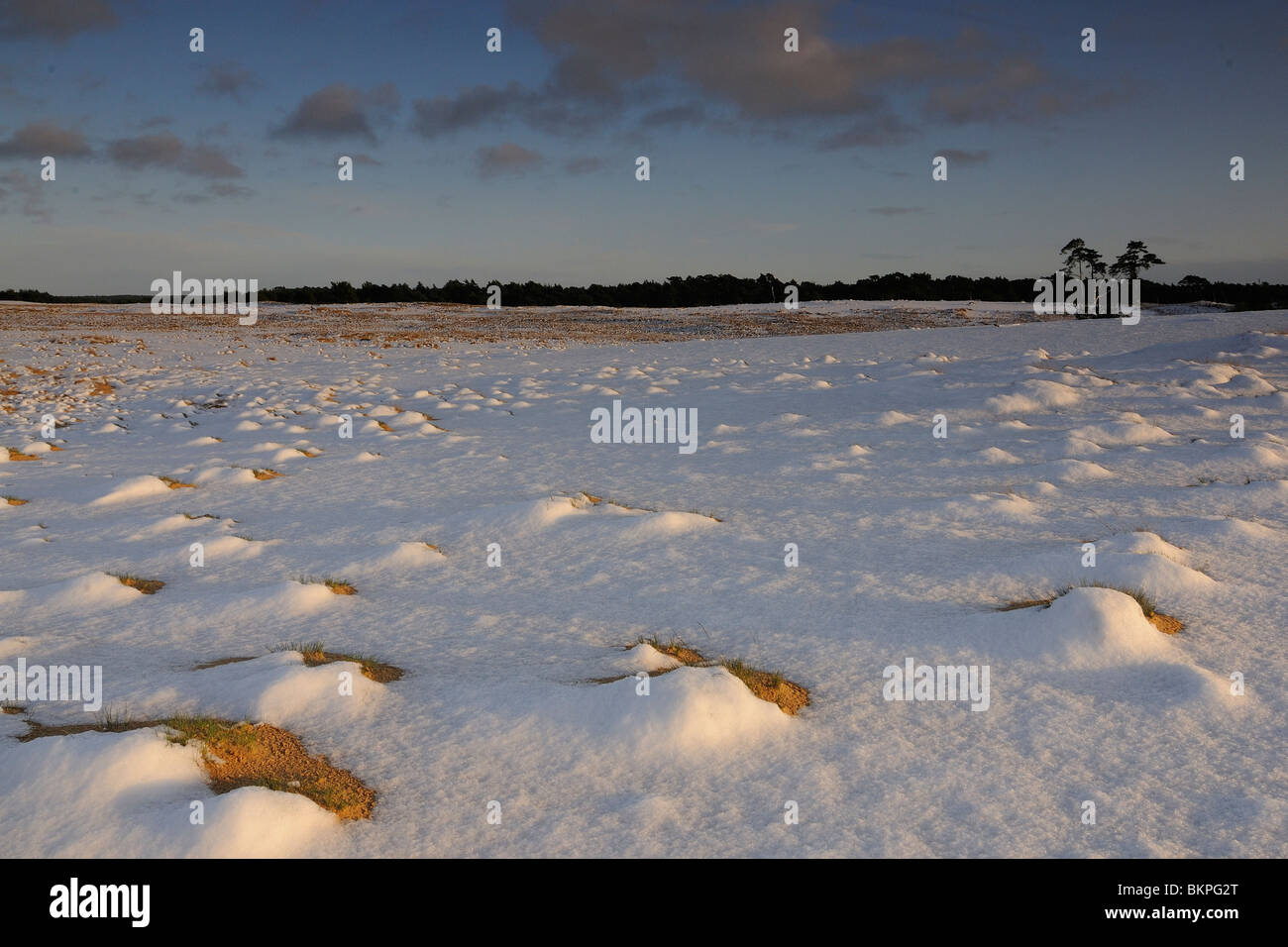 Sneeuw op stuifzand 'de Pollen', Hoge Veluwe; Snow at sand dunes 'de ...