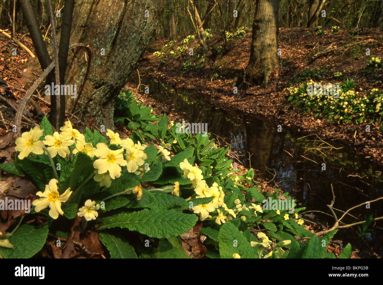 Groups of flowering Wild Primrose near ditch in forest Stock Photo - Alamy
