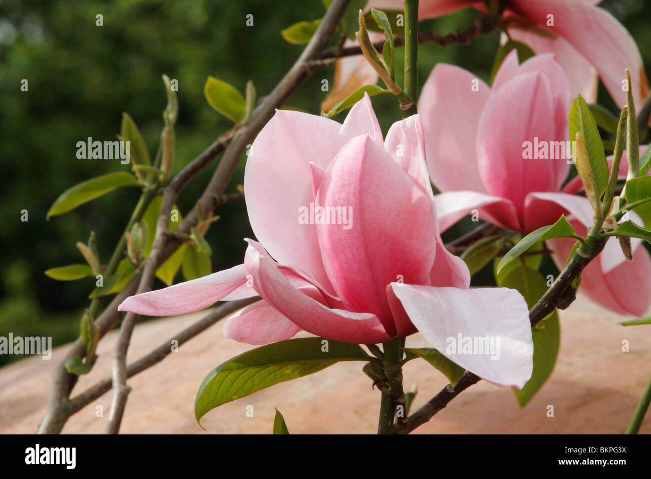 Star wars magnolia hi-res stock photography and images - Alamy