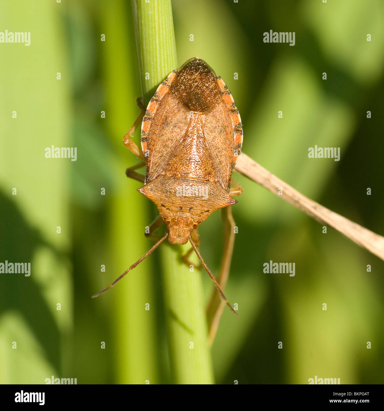 Predacious stink bug sp hi-res stock photography and images - Alamy