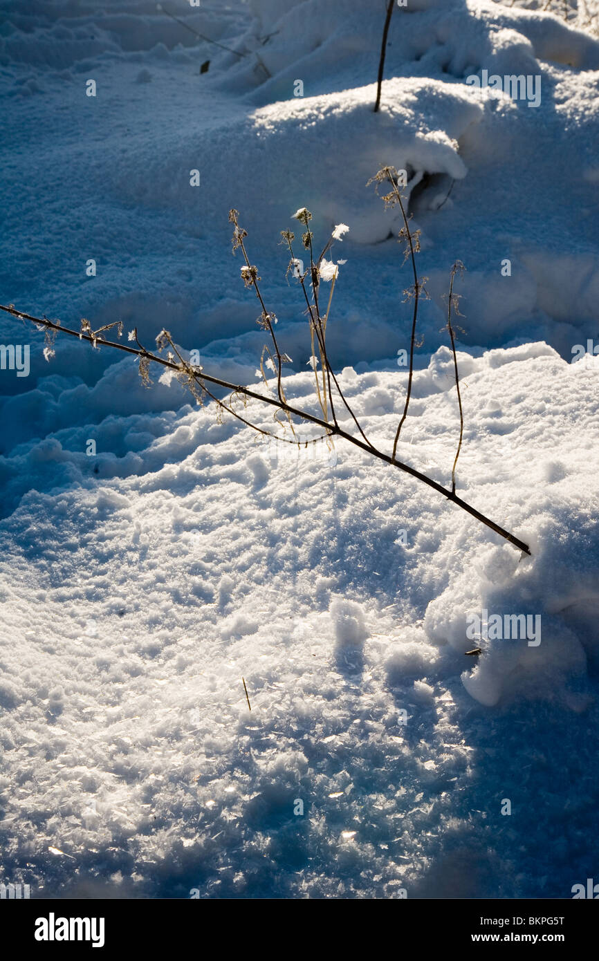 Single twig hi-res stock photography and images - Alamy