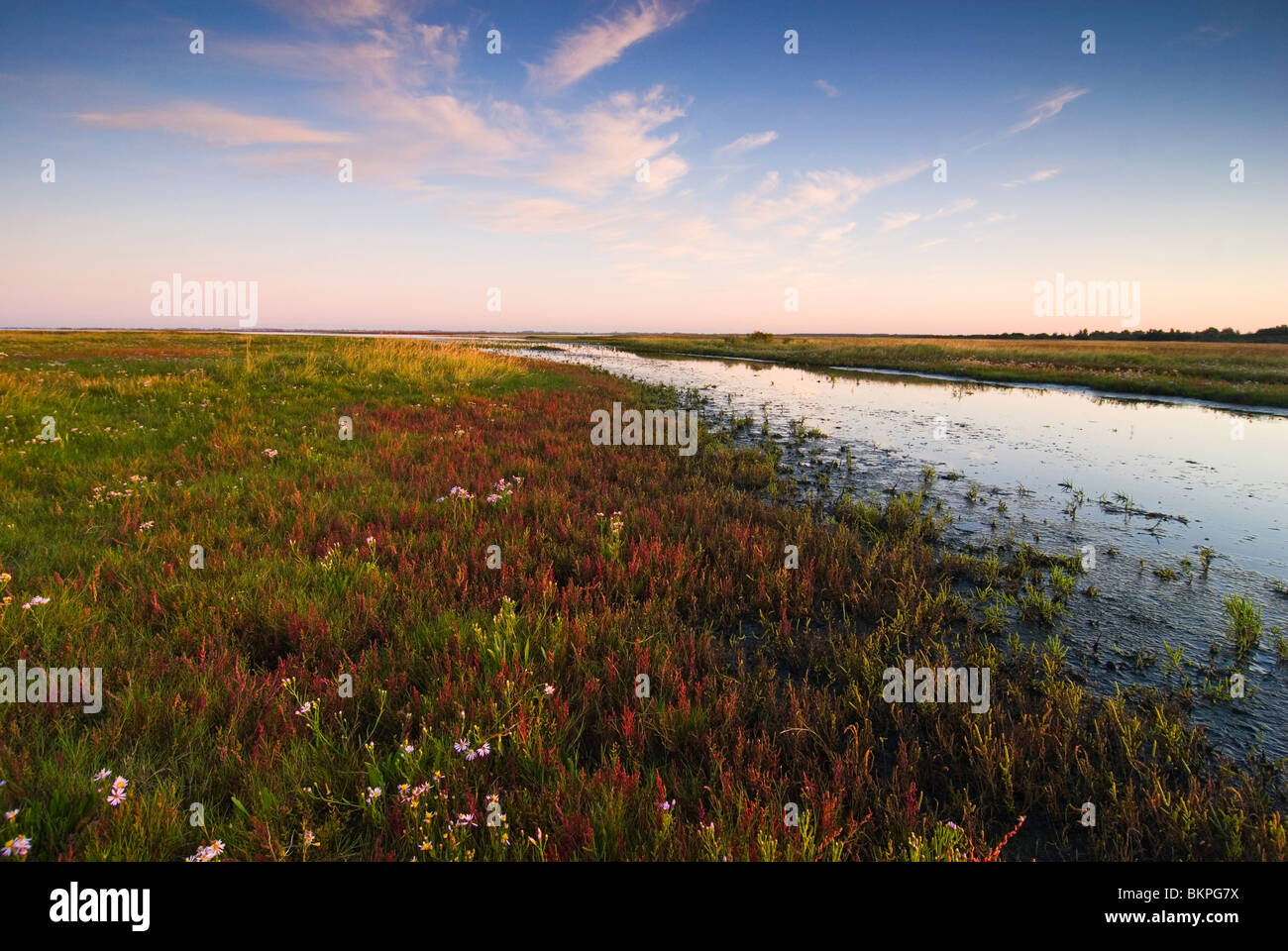 de slikken van flakkee in de nazomer; the slikken van flakkee in late ...