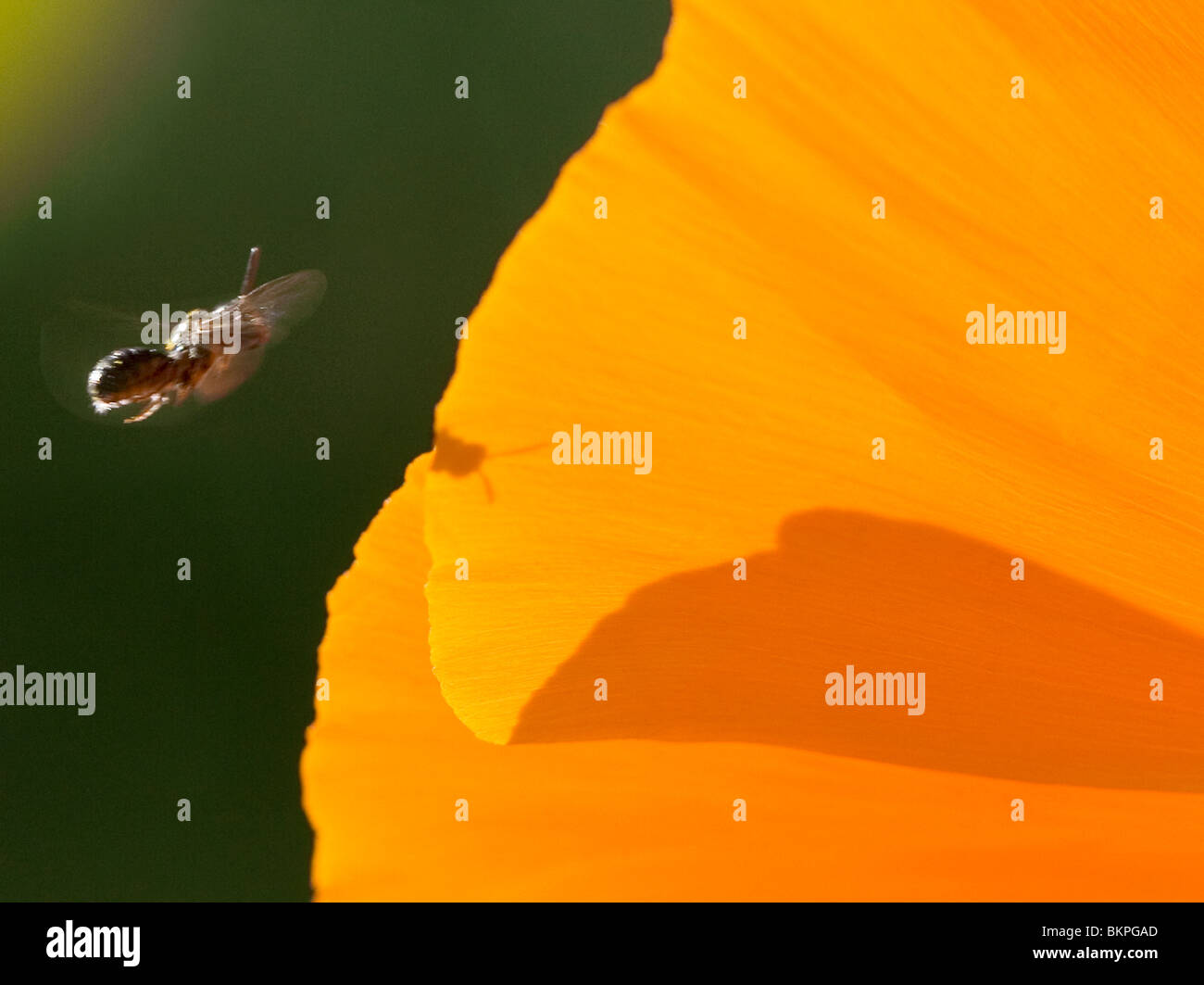 Mexican poppy hi-res stock photography and images - Alamy