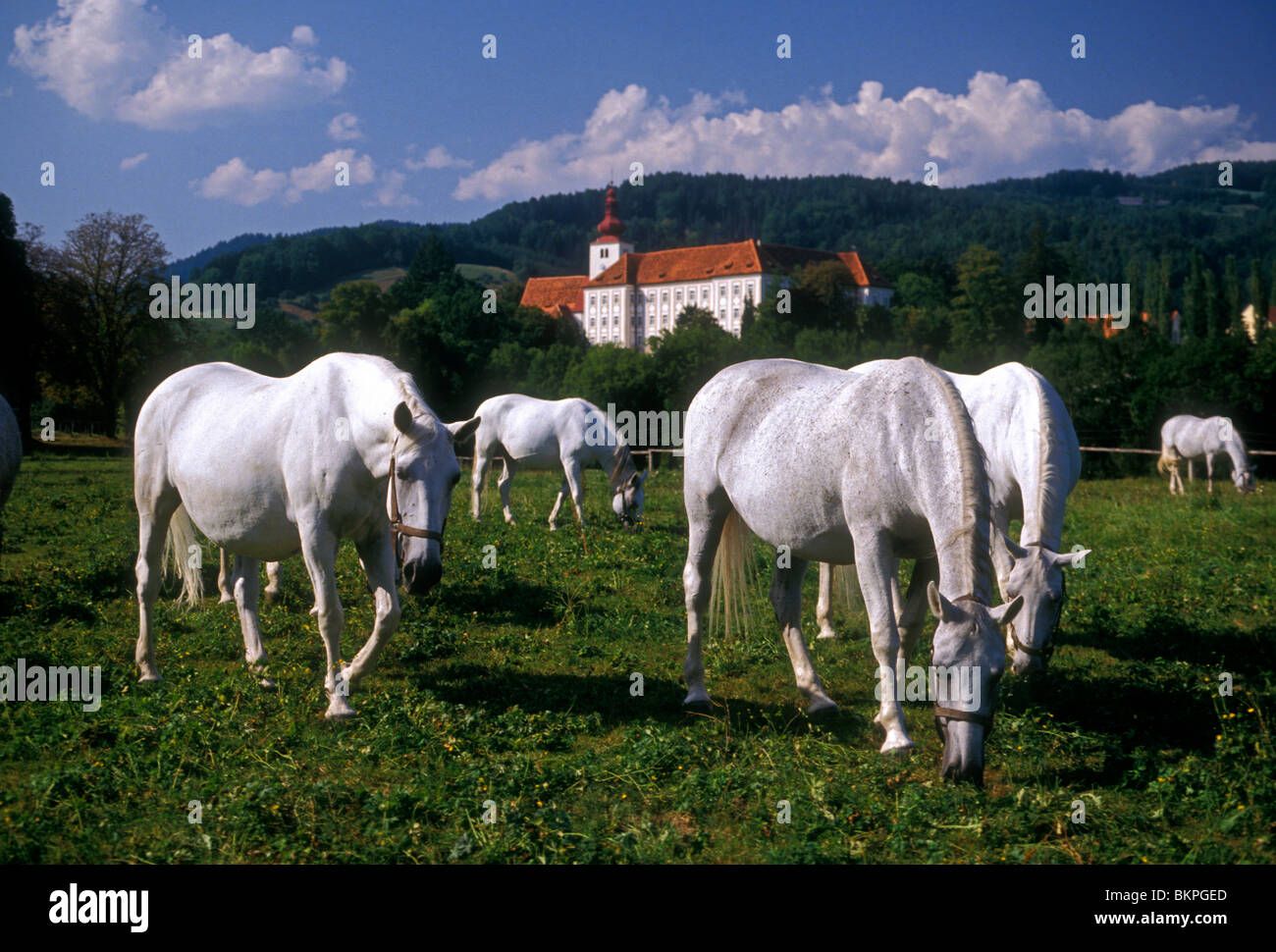 Lipizzaner breeding hi-res stock photography and images - Alamy