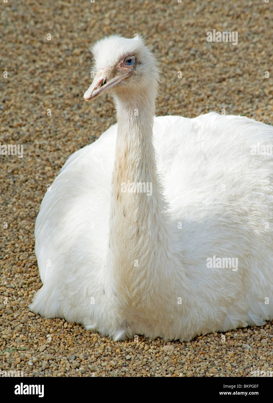 White Ostrich sitting Stock Photo - Alamy